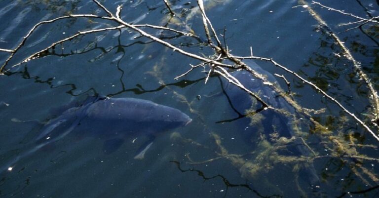 Carp Fishing Setup for Beginners (What You Need) - Carp Squad