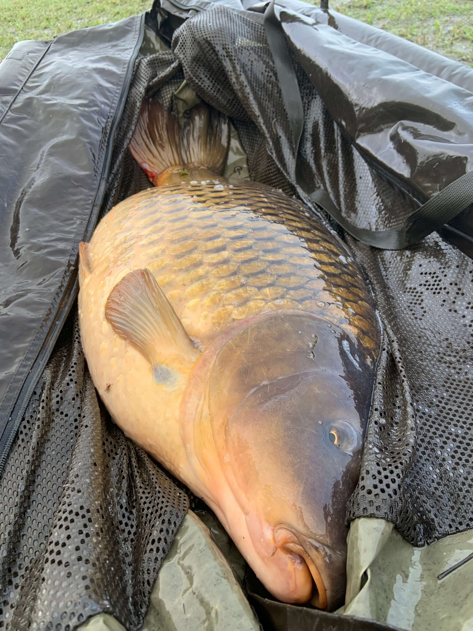 Carp Fishing Setup for Beginners (What You Need) - Carp Squad