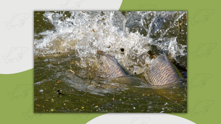 When Do Carp Spawn in The UK? - Carp Squad