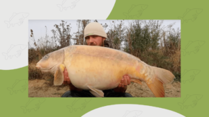Types of Carp in The UK (And How You Can Tell The Difference!) - Carp Squad