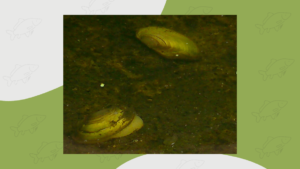 What Do Carp Eat? A Quick Guide to Their Diet - Carp Squad